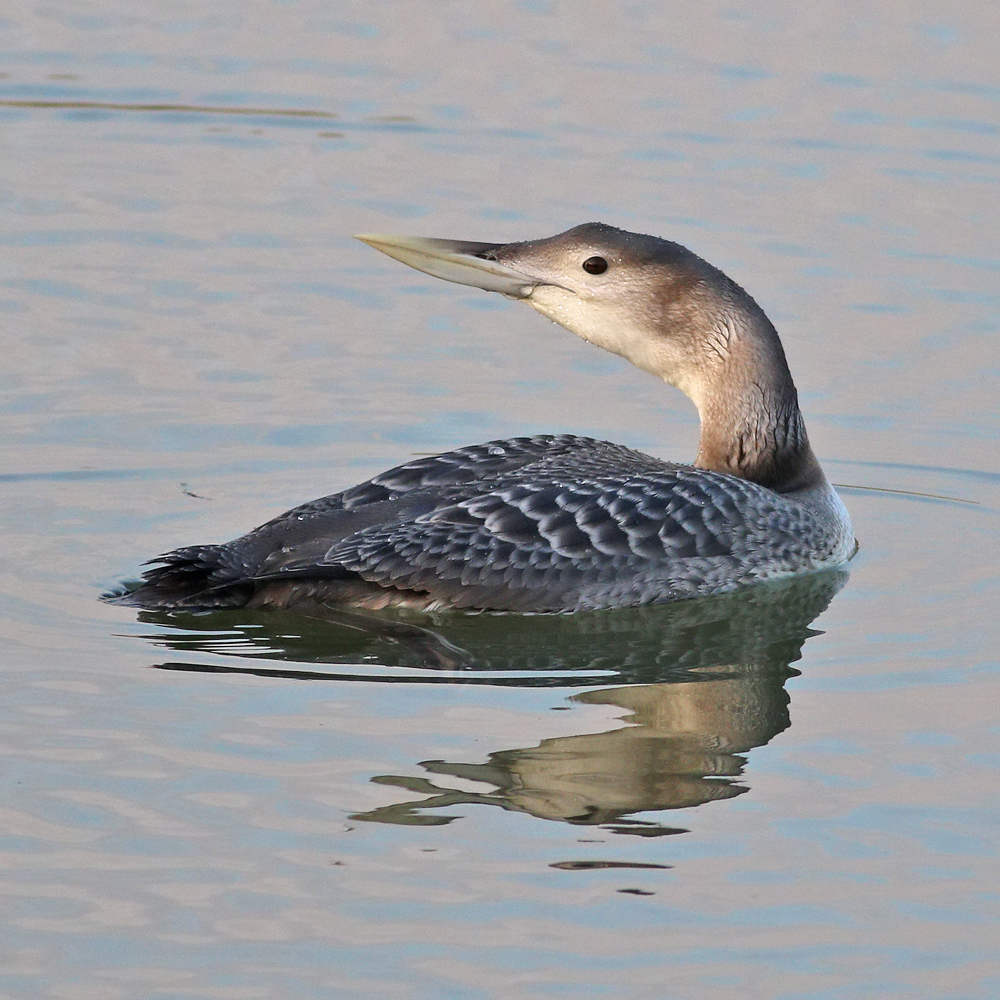 Birdman Birds: White-billed Diver - River Witham - January 2017