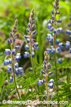 Restoring The Landscape With Native Plants: Native Plant of the Week ...