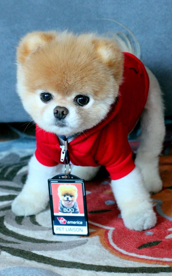 Beli em Ação: Boo, o cachorro mais fofo do mundo