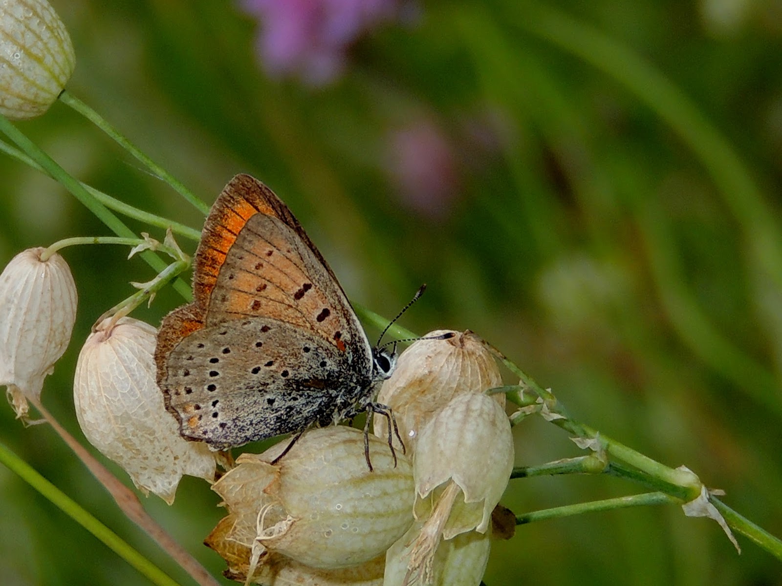 Mariposas y orugas (Volvoretas e eirugas): Los maravillosos mantos que ...