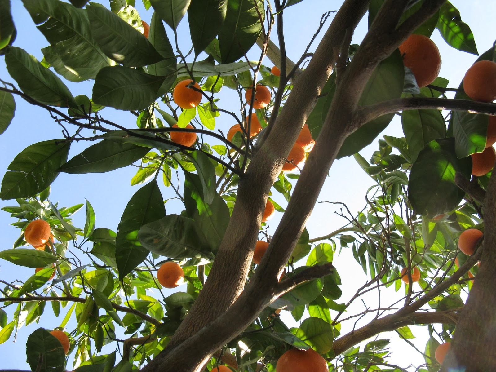 linsueray: I love my Tangerine tree...