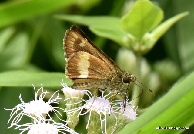 The Forested Path (and Beyond): BUTTERFLIES of RAUB: The Banded Ace ...