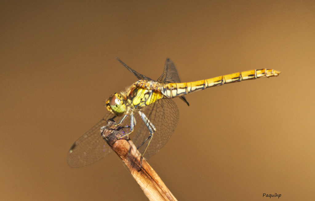 Paqui.blog de naturaleza: LIBÉLULA AMARILLA