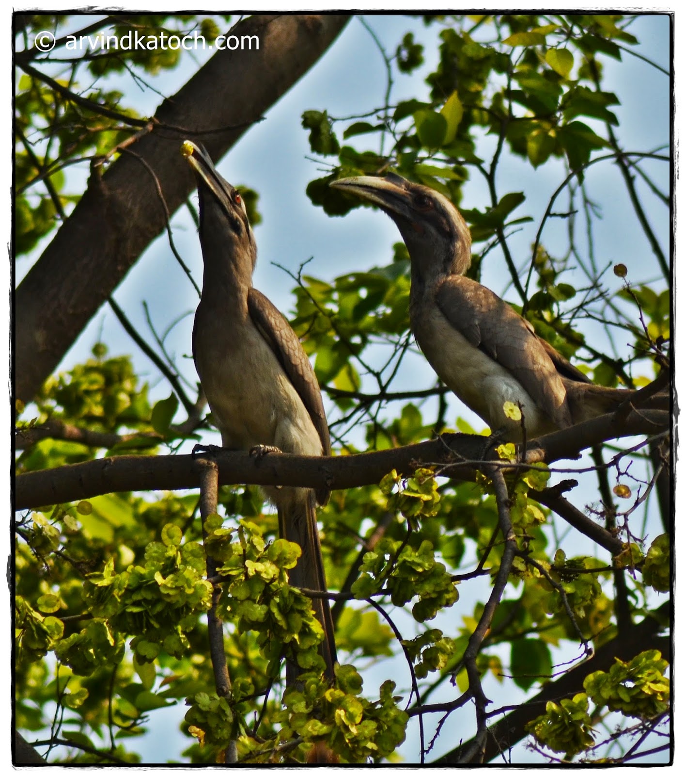 Indian Grey Hornbill Pictures and Detail (Ocyceros birostris) A Shy ...