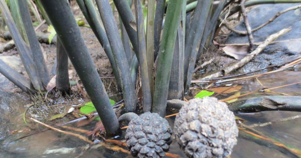 කෙටල [Ketala] (Lagenandra ovata) ~ අපේ ඔසුපැළ Medicinal Plants of Sri Lanka