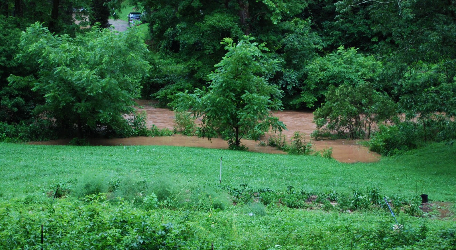 Excelsior: Flash flood trashes trees