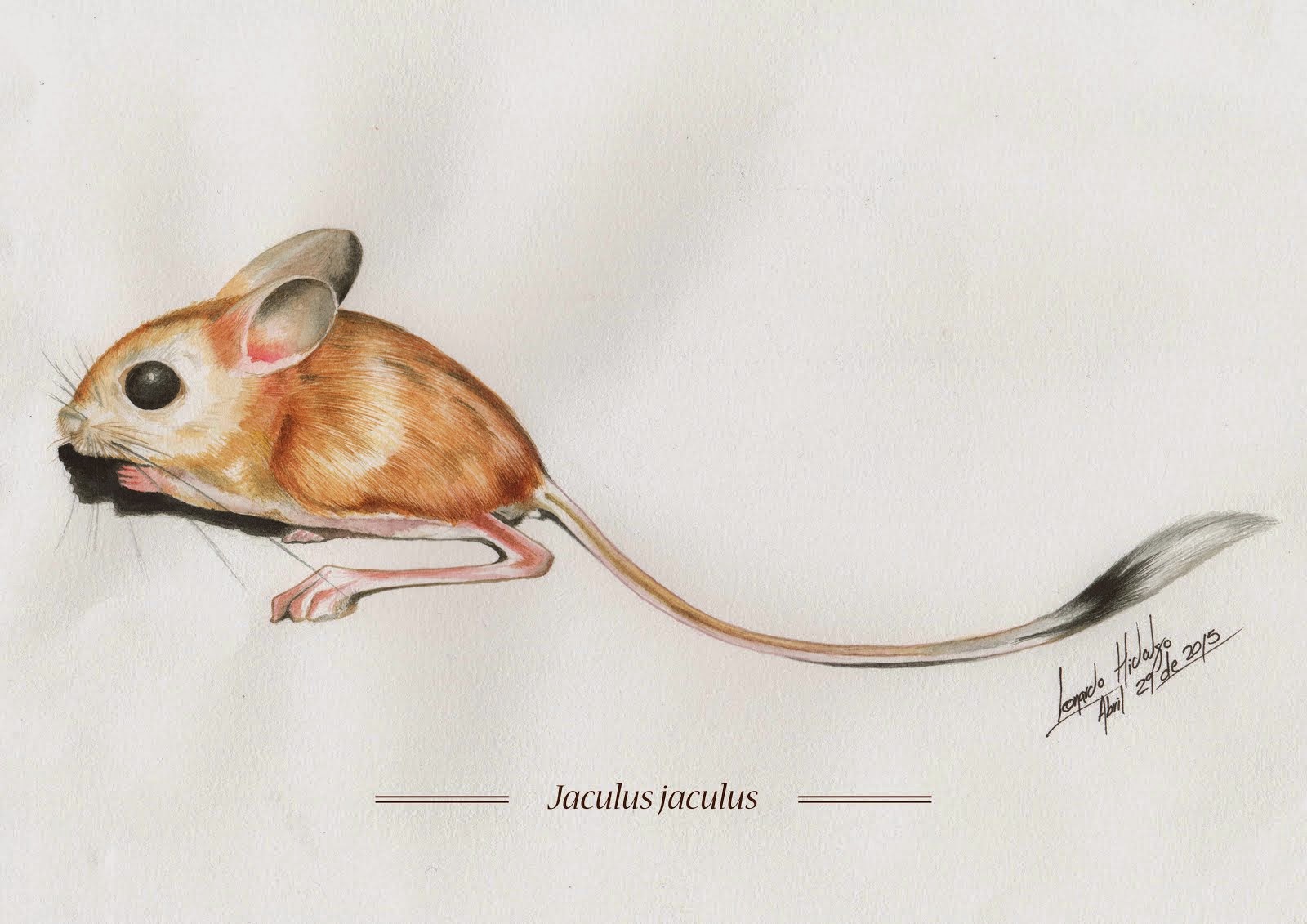 Jaculus jaculus - Leonardo Hidalgo Insuasti