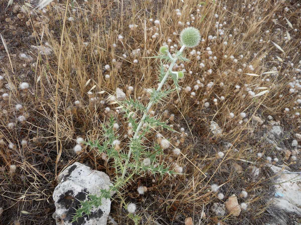 r o b i n 's y a r d: Echinops sphaerocephalus