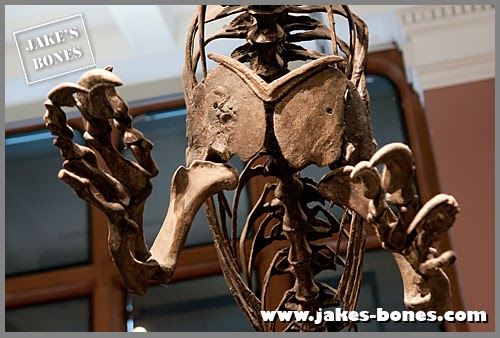 The amazing Ceratosaurus nasicornis : Jake's Bones