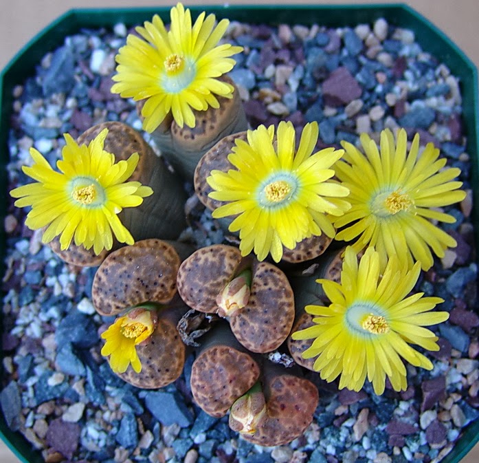 Cactus Hill Adventures: Lithops Flowering Season