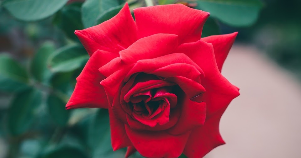 Dongeng Motivasi - Duri Mawar