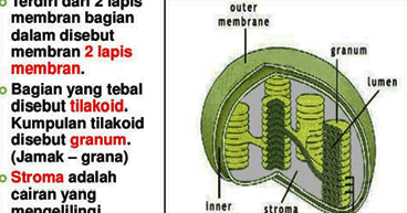 Apa Itu Kloroplas, Lisosom Dan Sentriol Pada Sel Tumbuhan Dan Hewan ...