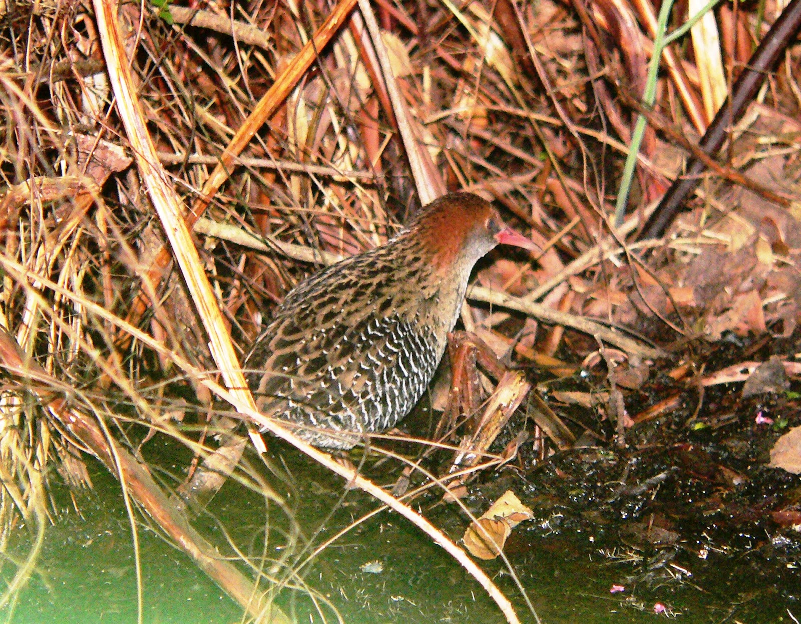 sunshinecoastbirds: Lewin's Rail around the Sunshine Coast