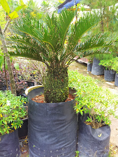 BUMI HIJAU NURSERY (002279488-D): Benih Pokok Cycas/Bogak