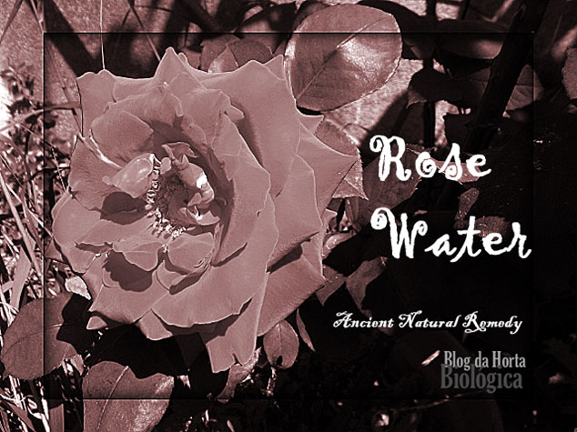 Rose Water: Benefits and How To Make It