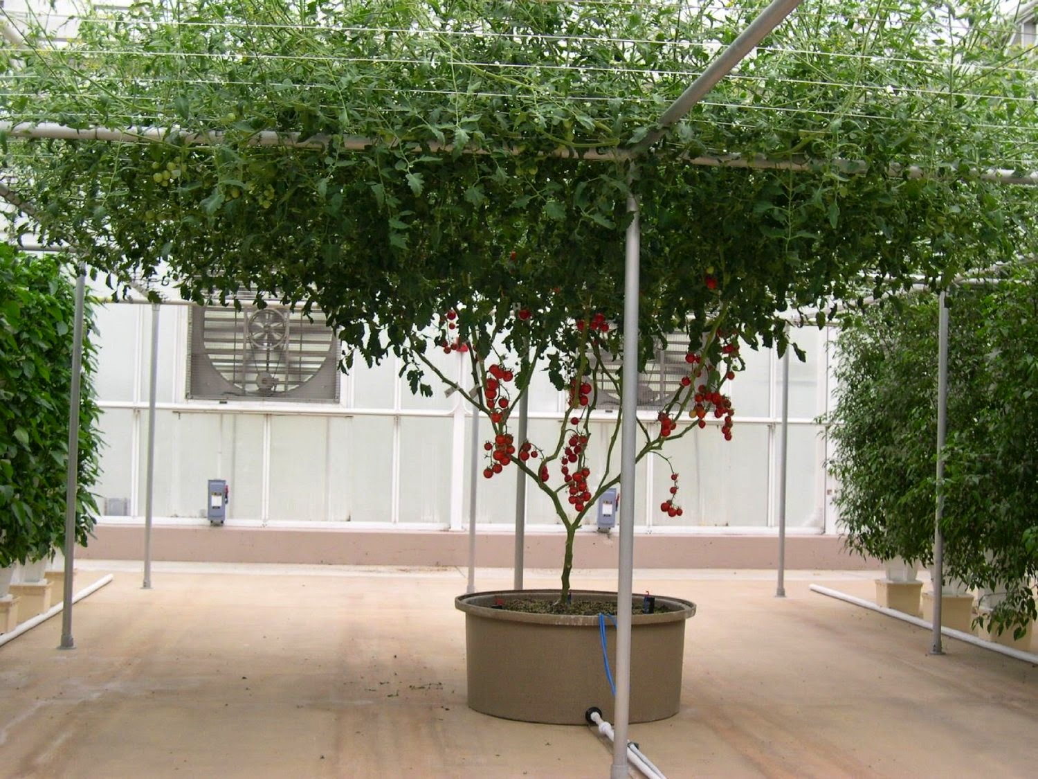 Tomato Tree - Árvore Tomate