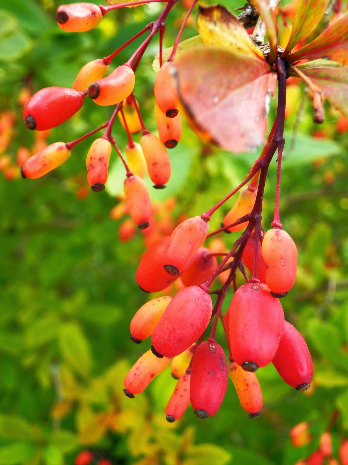 Auss: September 2014