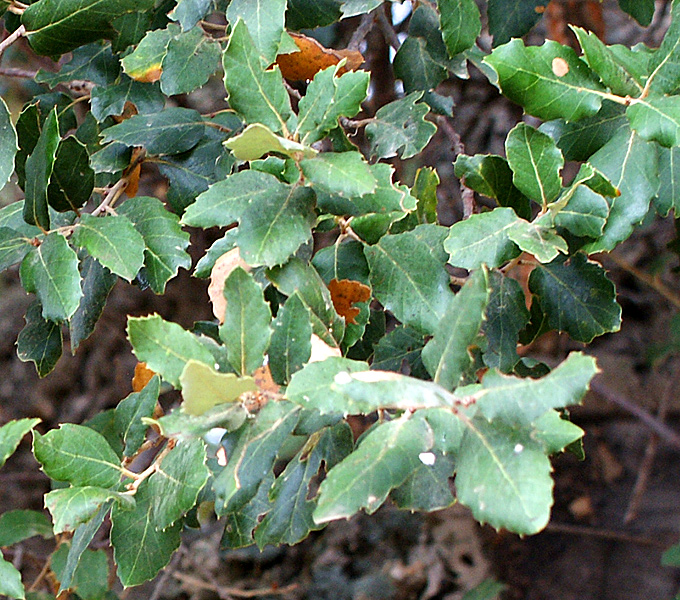 Hortus Italicus: Quercus suber L. 1753