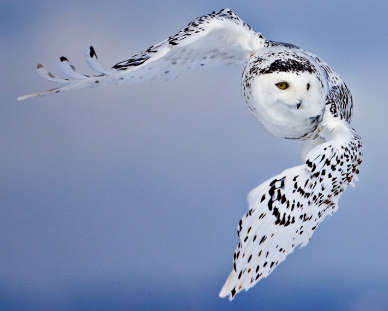 Bouillons de Cultures: Le harfang des neiges