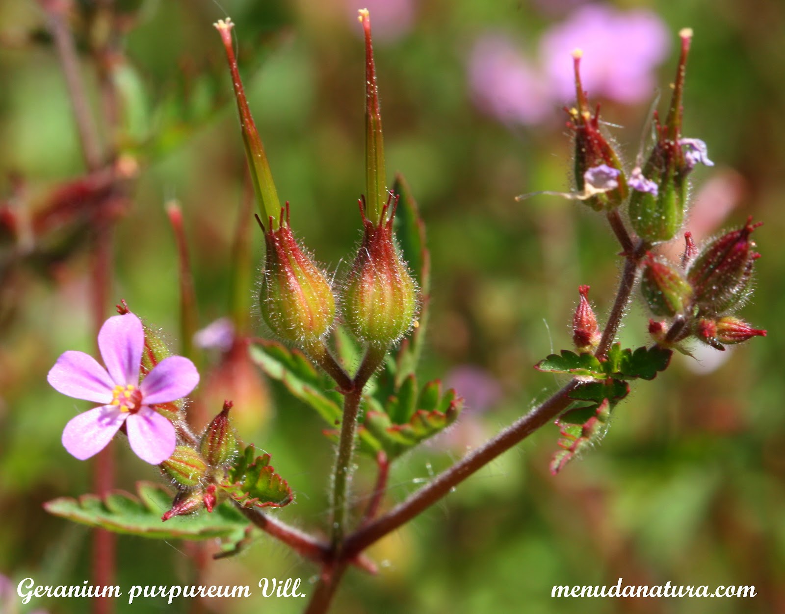 Menuda Natura: Geranium purpureum Vill.