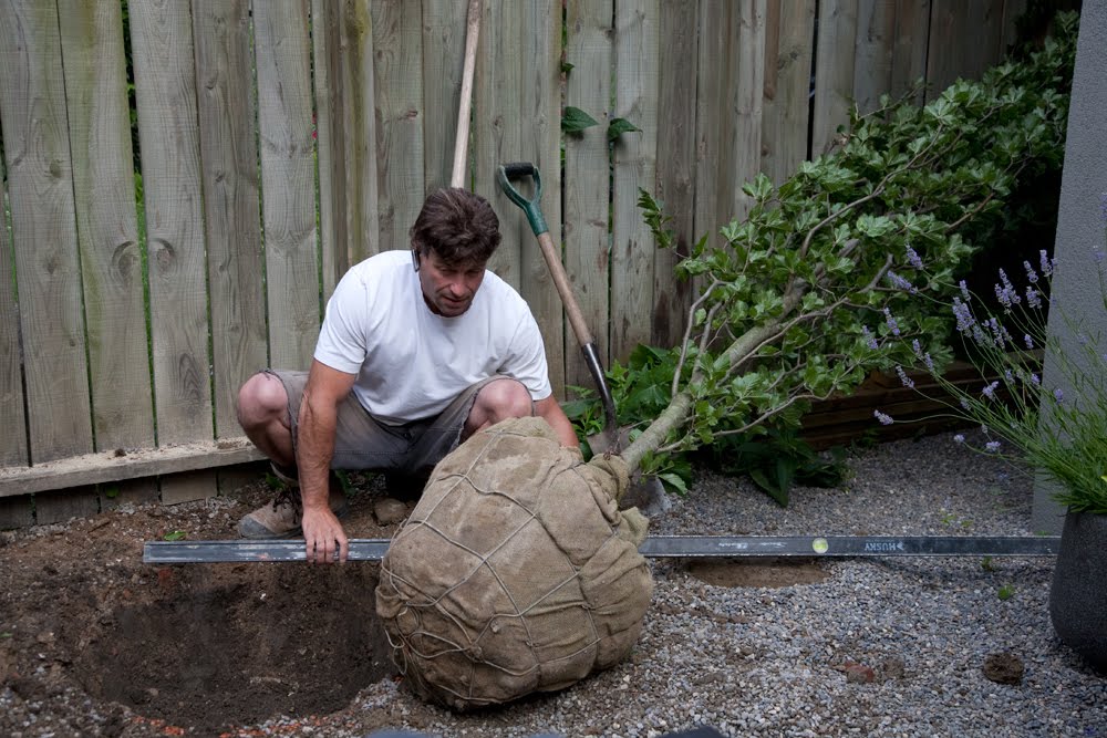 DUPONT PROJECT: Trees Arrive!