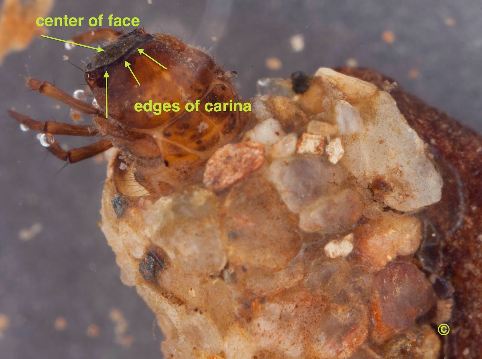 Aquatic Insects of Central Virginia: October 2013