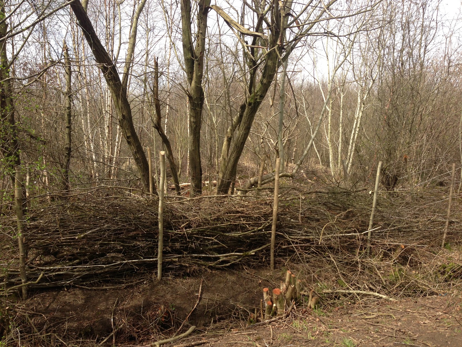 Moulton College Countryside Management: Dead hedge comes to life…..