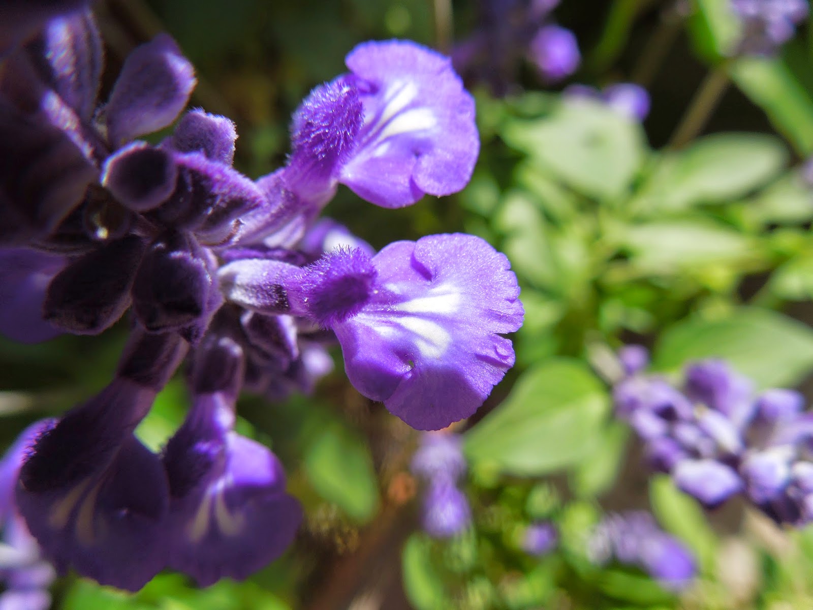 Jugar con Botanic Serrat : MACRO 8 - BOTÀNIC SERRAT