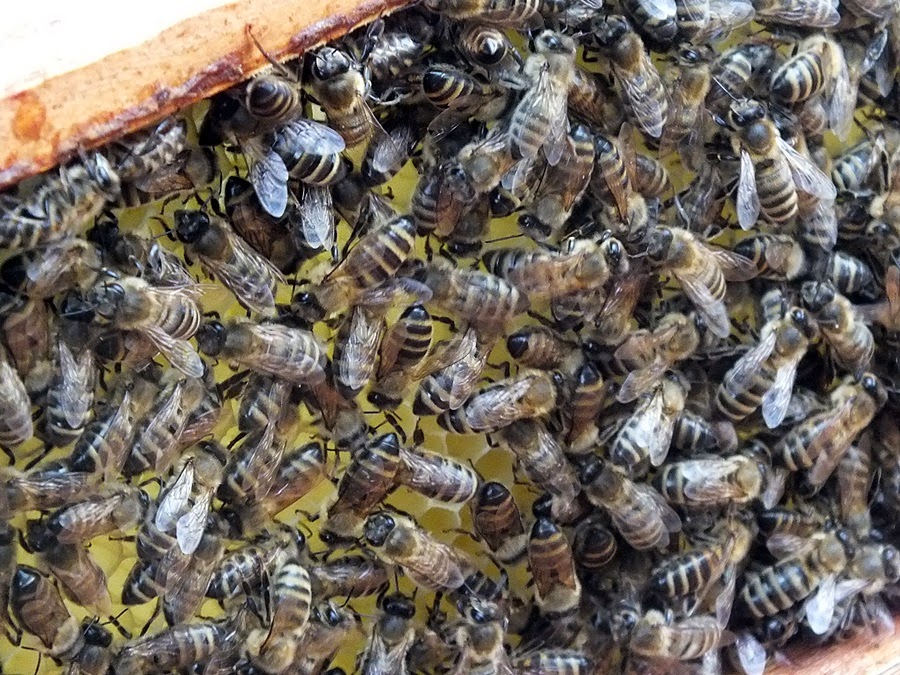 Pszczelarstwo oczami kompletnego amatora: Czerw i inne ciekawostki