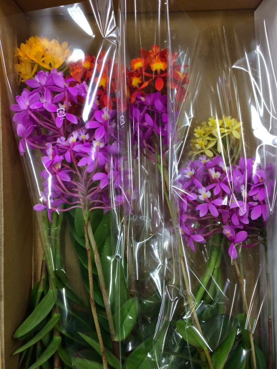 Bloom Japan USA -News: Japanese Summer Orchid!