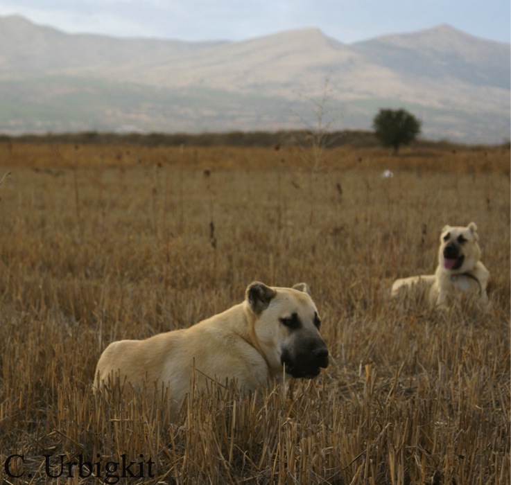 Primitive dogs – Stephen Bodio