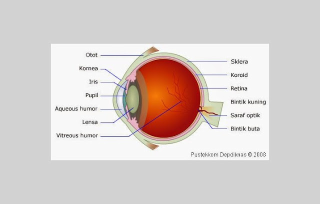 Sistem Indera dan Alat Indera Pada Manusia | Markas Belajar