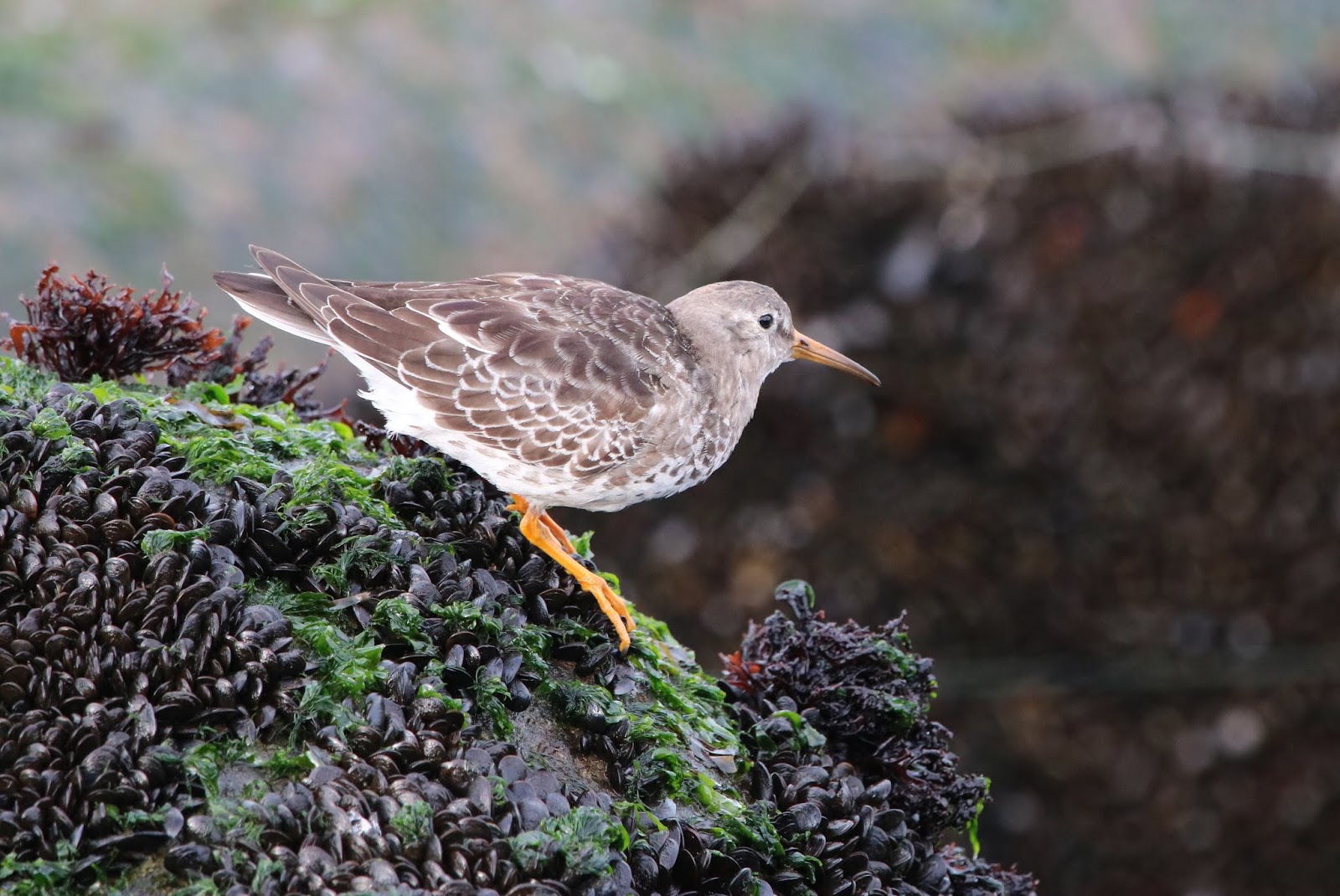 Vogels: Snippen en Strandlopers