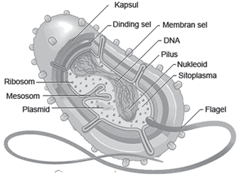 SEJARAH PERKEMBANGAN SEL DAN SEL PROKARIOTIK ~ MATERI DAN SOAL IPA ...