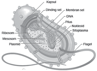 SEJARAH PERKEMBANGAN SEL DAN SEL PROKARIOTIK ~ MATERI DAN SOAL IPA ...
