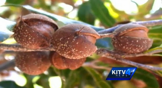 The Kaʻū Calendar News Briefs, Hawaiʻi Island: Ka`u News Briefs Friday ...