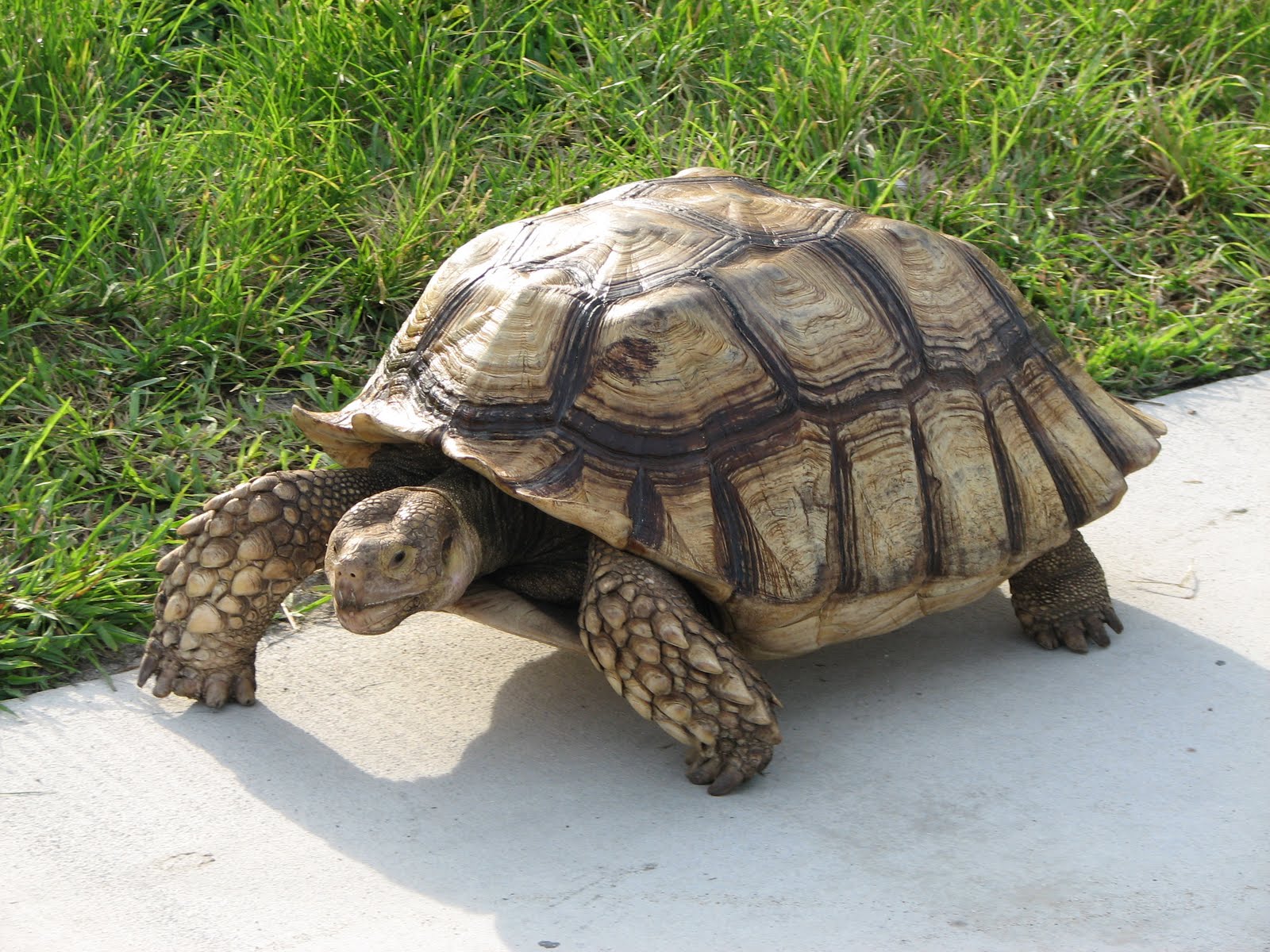 Bonao Internacional: TORTUGA DANDO UN PASEO EN LA PLAYA