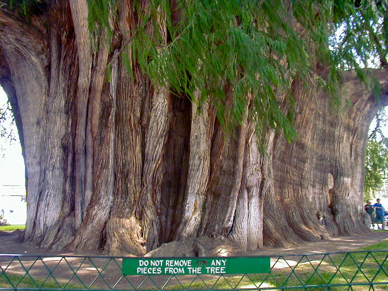Vivencias: Ahuehuete o Sabino