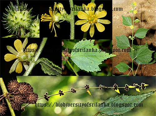 Biodiversity of Sri Lanka: ඇපල[Epala] (Triumfetta rhomboidea)