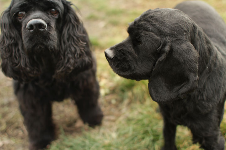 Visiting Daisy and Rudy - Cocker Spaniels