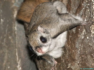 Esquilo voador | WORLD ANIMALS