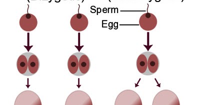 Hereditas Manusia Peranan Ilmu Genetika Dan Jenis Kelamin Manusia ...