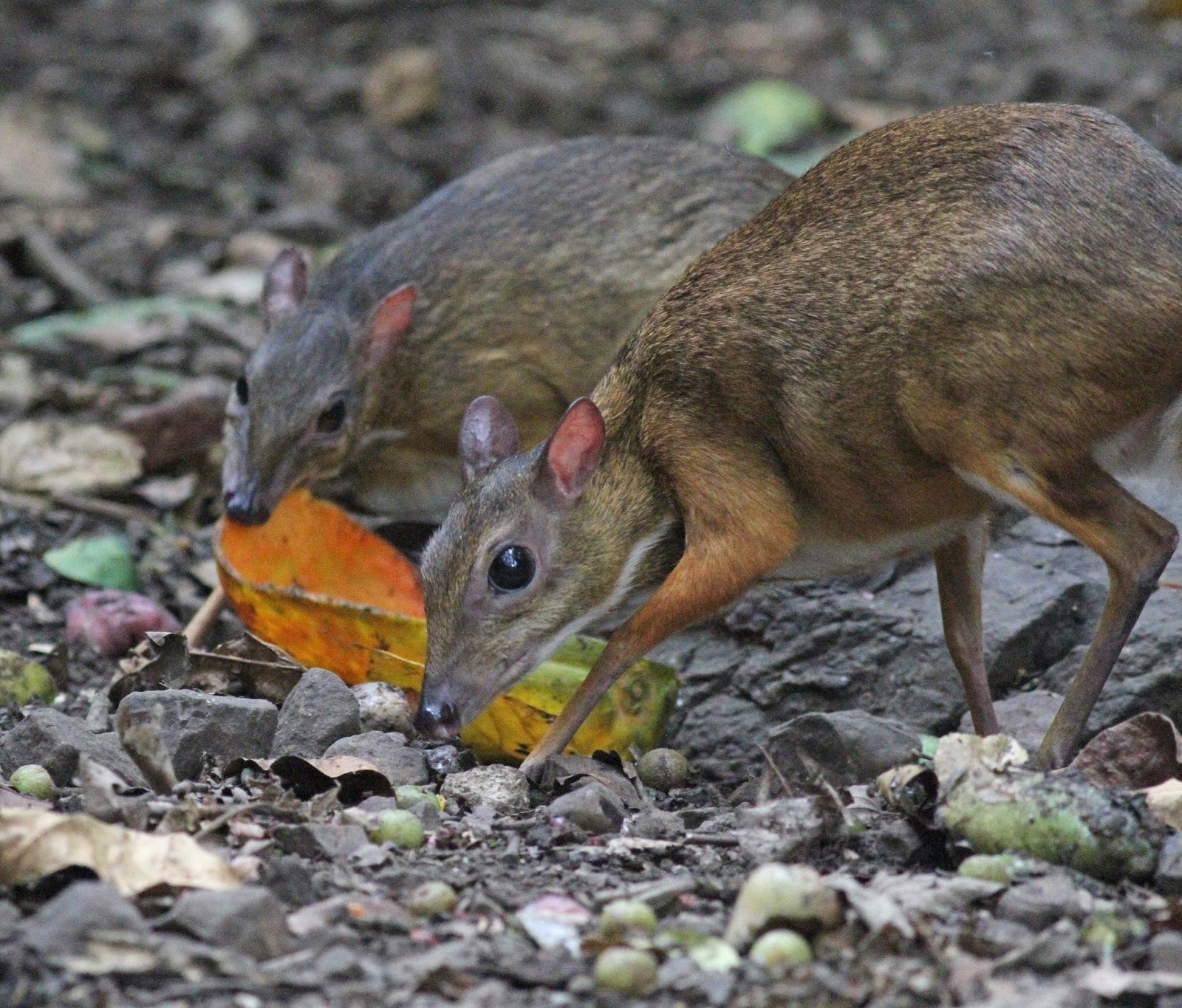 Simon and Karen Spavin: Chevrotain (Lesser Mouse-deer), Kaeng Krachan ...