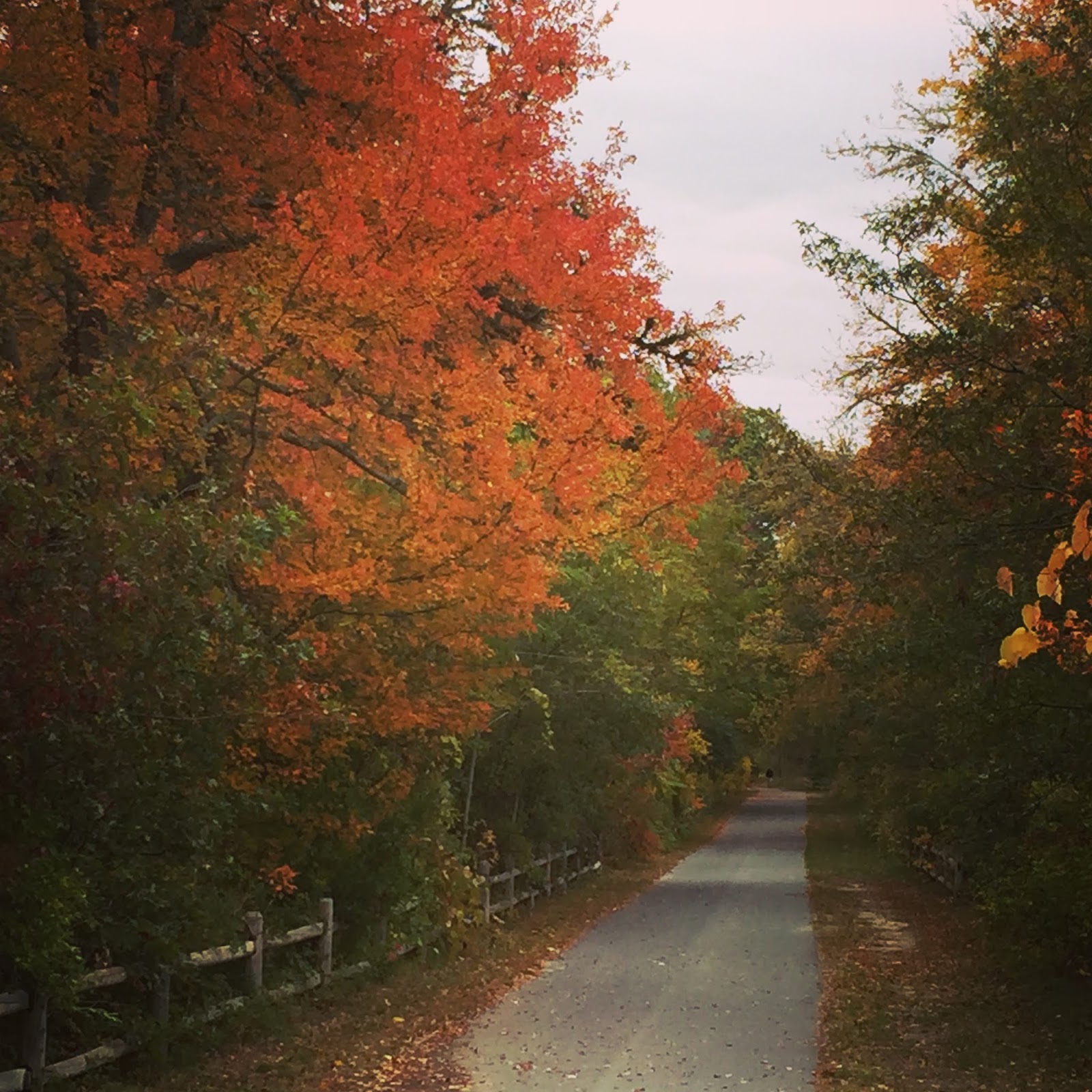 Living the Dream: Friday Favs