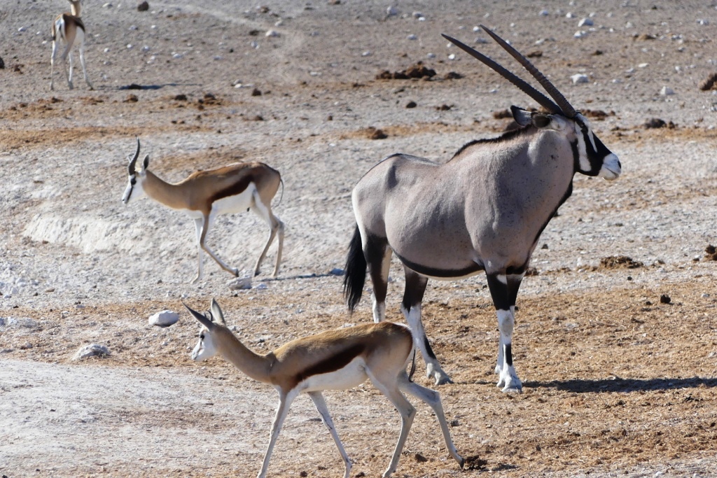 LUIS LÓPEZ PUNTO COM: ÁFRICA AUSTRAL 2016: El Orix, un antílope que ...