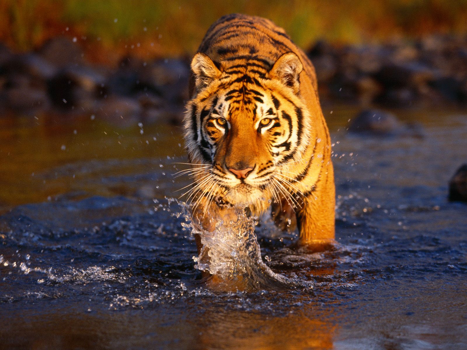 Beautiful Tiger Wallpapers - HD Desktop Wallpapers | Wallpaper Zone