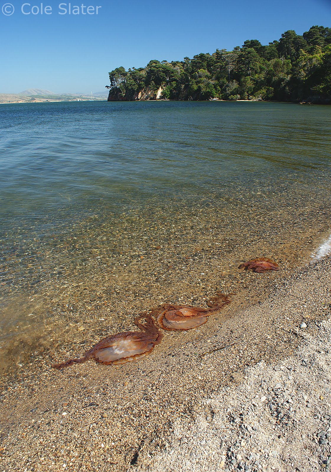 Cole's Trail Tales: Inverness & Tomales Bay - Shell Beach to Pebble ...