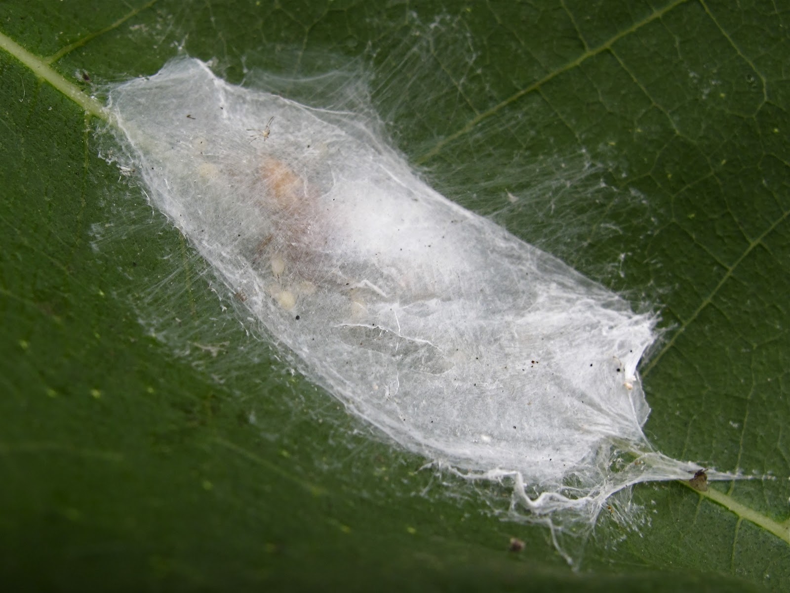 BugBlog: Clubionidae: Sac spiders