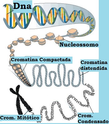 Biologia e Ciências na Cabeça!: Núcleo Celular