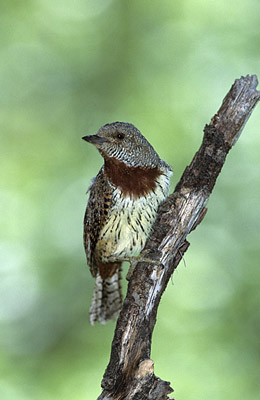 Woodpeckers of the World: Picid In Focus: Red-throated Wryneck Jynx ...